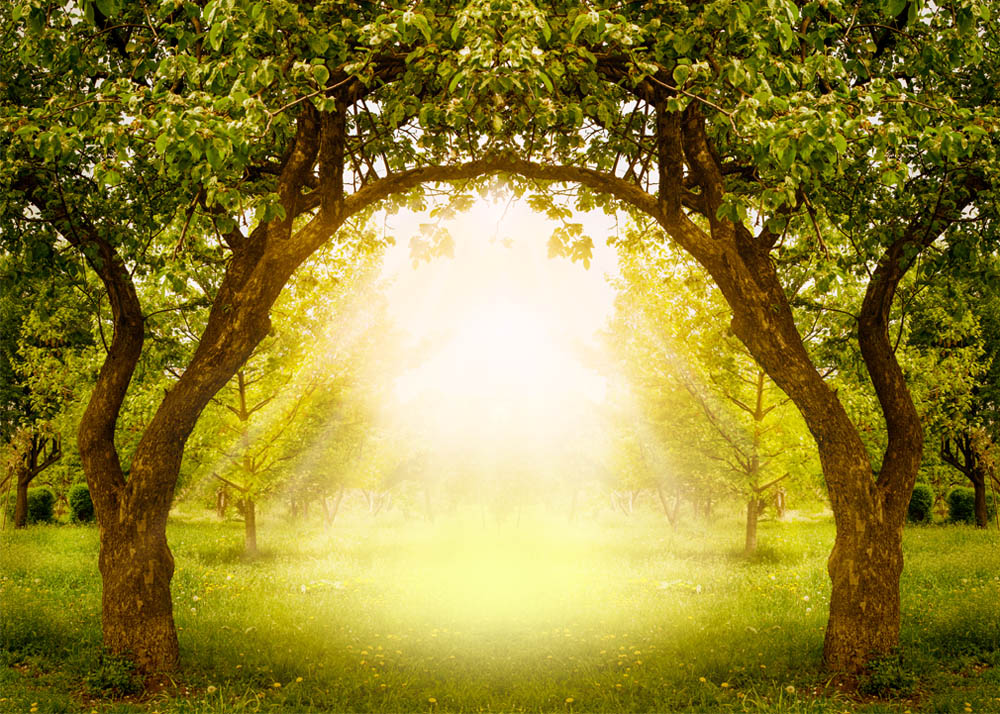 Avezano Tree Gate Photography Backdrop