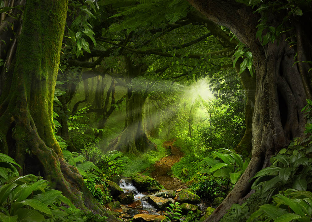 Avezano Green Rainforest Photography Backdrop